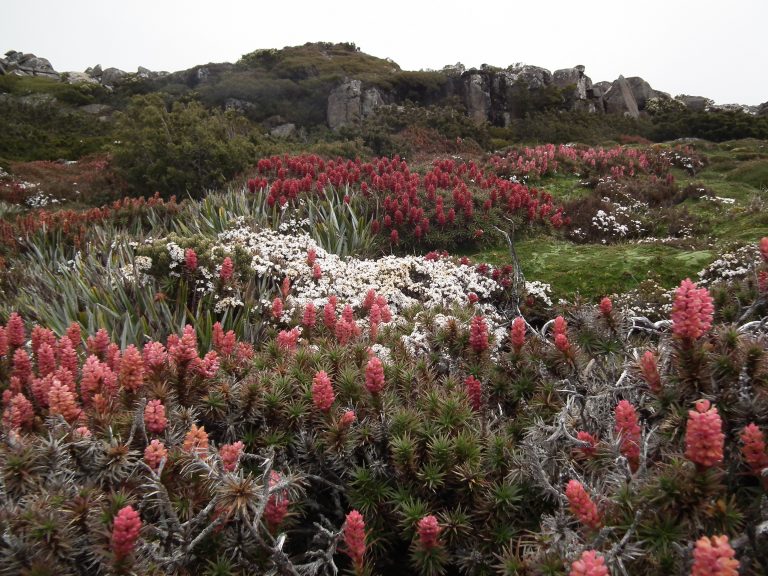 Mount Mawson – Ski & Board in Southern Tasmania – A Club Field, run by ...